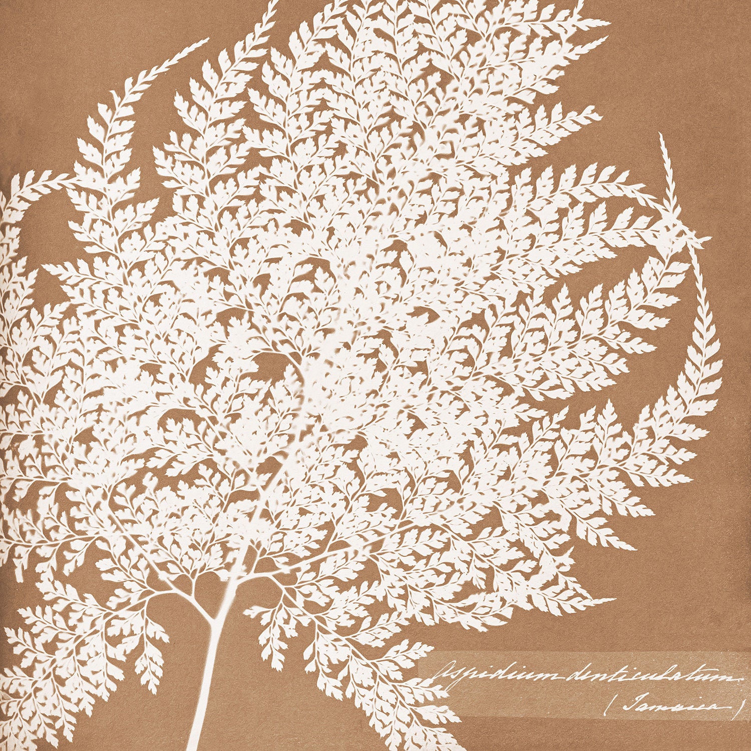 Sepia Botanical Poster Printable Wall Art Rustic Farmhouse - Etsy