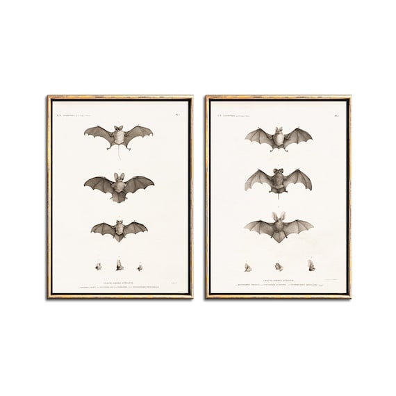 Vintage French Bat Illustrations Wall Art Set of Two Digital | Etsy