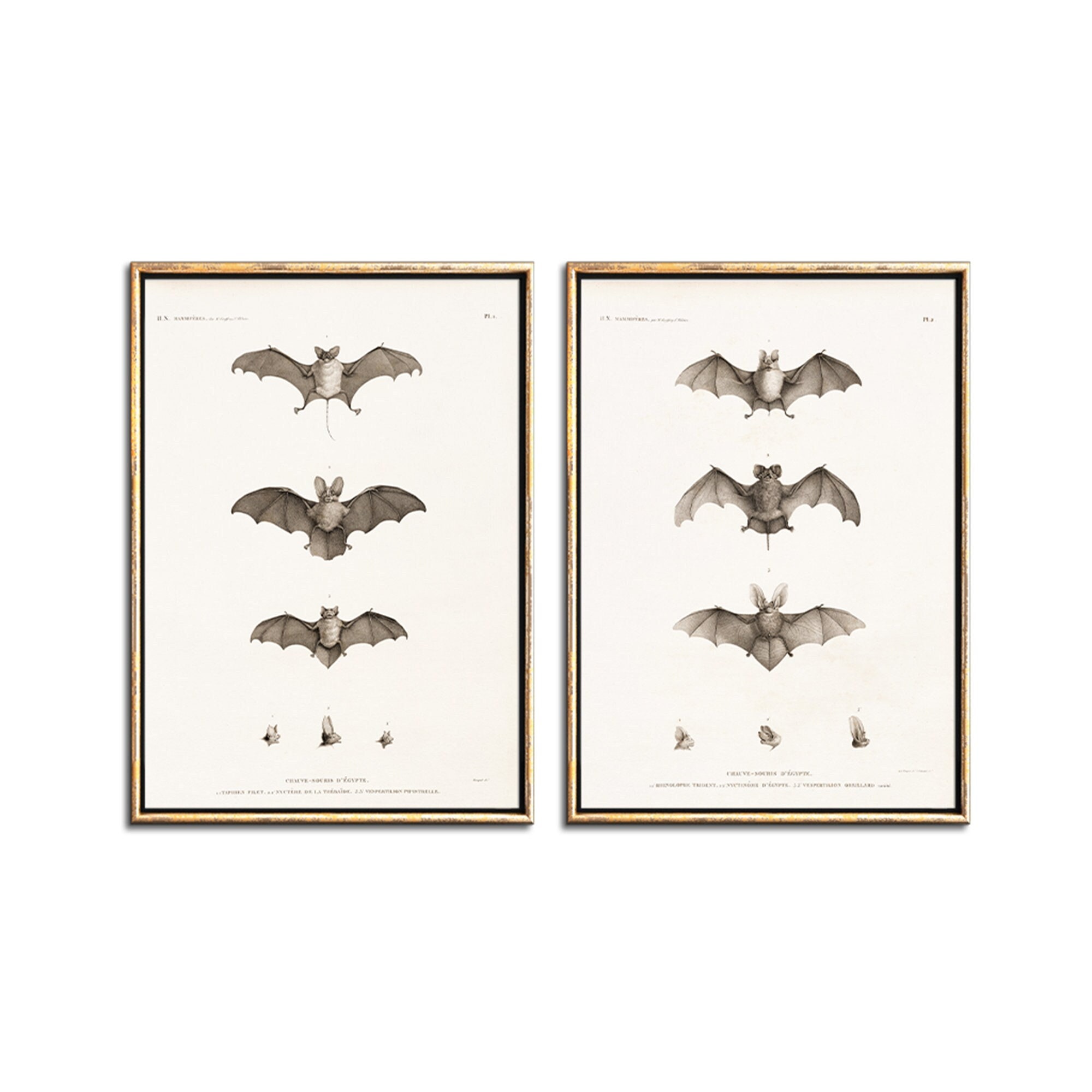 Vintage French Bat Illustrations Wall Art Set of Two Digital | Etsy