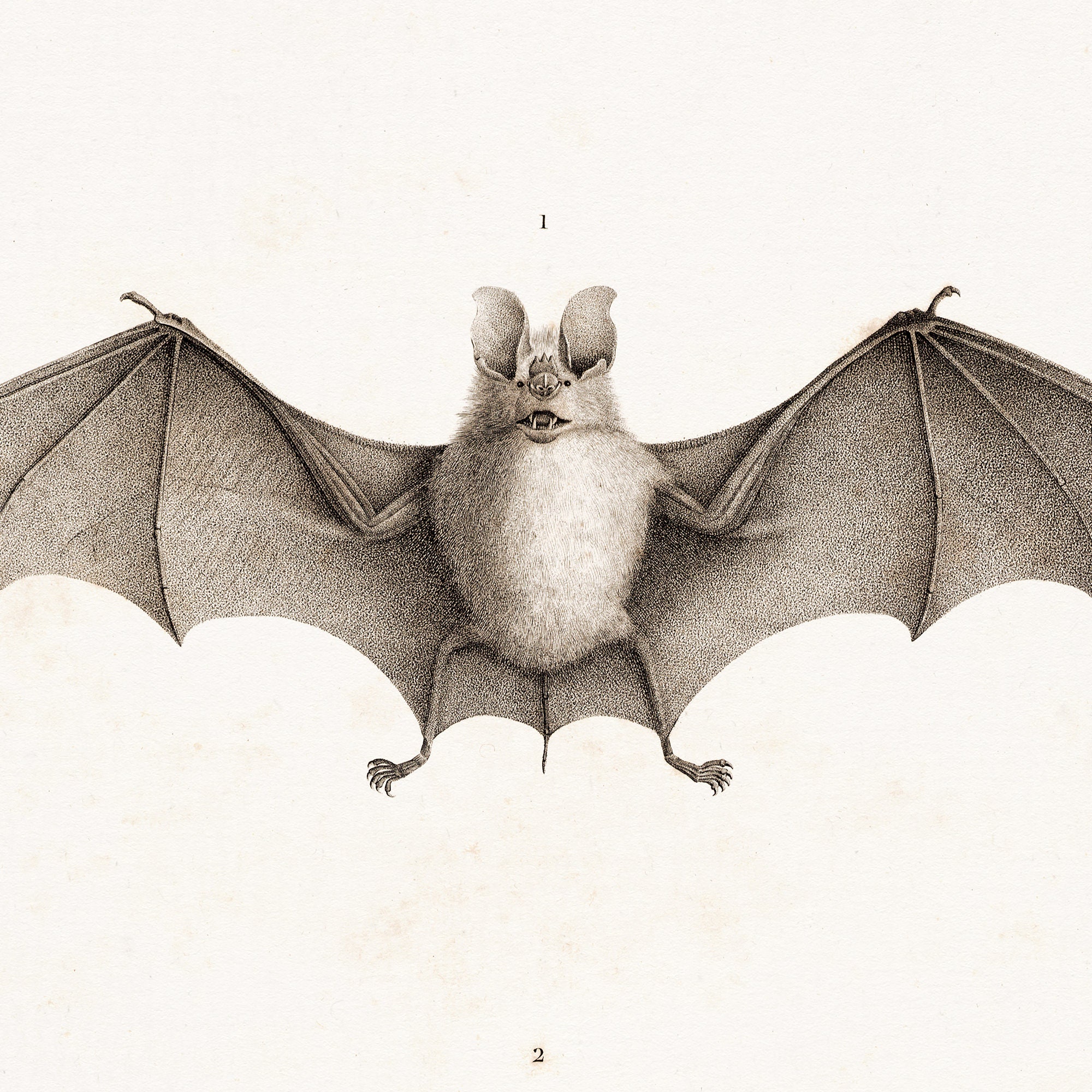 Vintage French Bat Illustrations Wall Art Set of Two Digital | Etsy