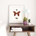 Atlas Moth Print Digital Download Art Vintage Science - Etsy
