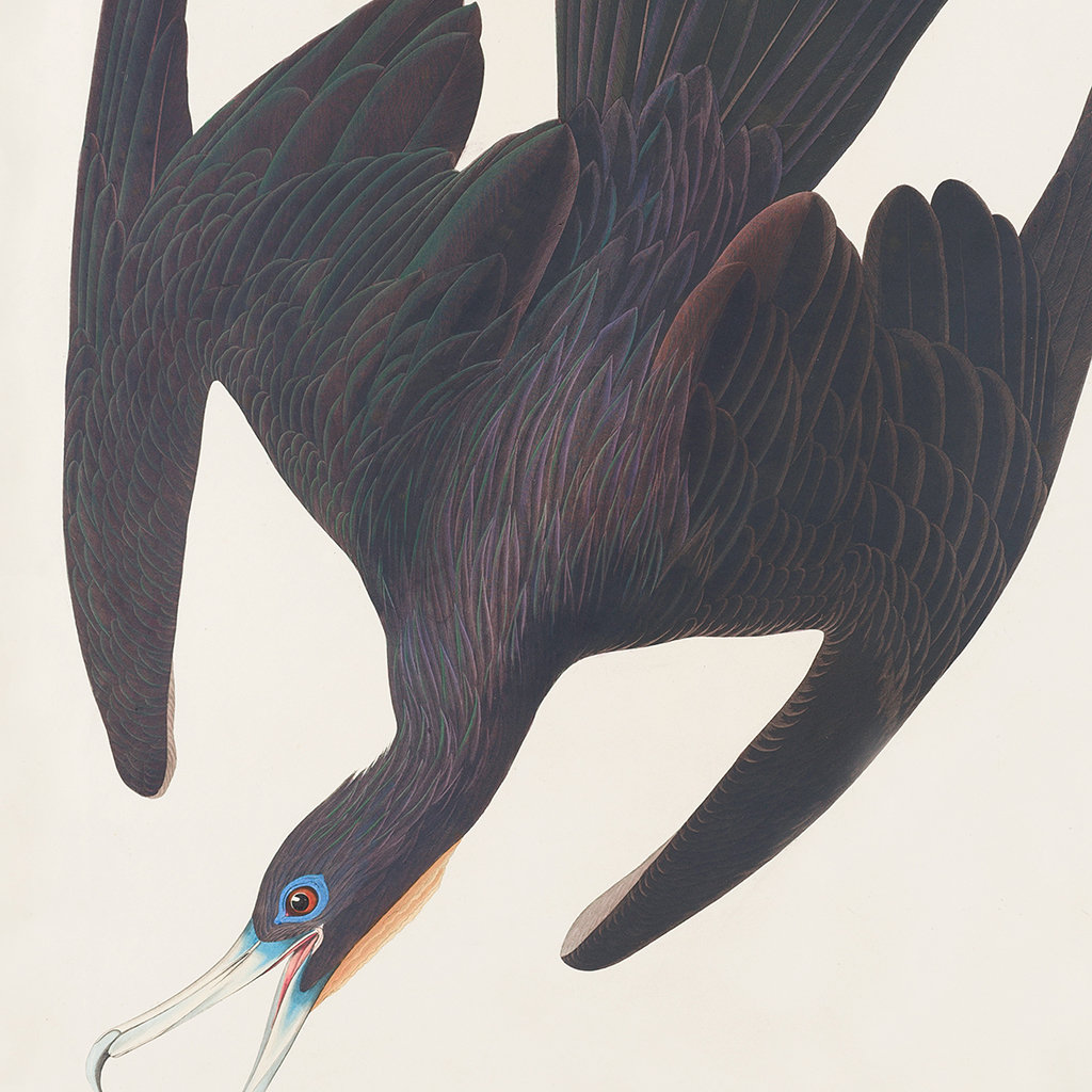 Flying Bird Art Downloadable Print Bird Poster Digital - Etsy