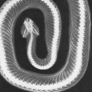 Snake Print Downloadable Art Reptile Art Gothic Home Decor Black and ...