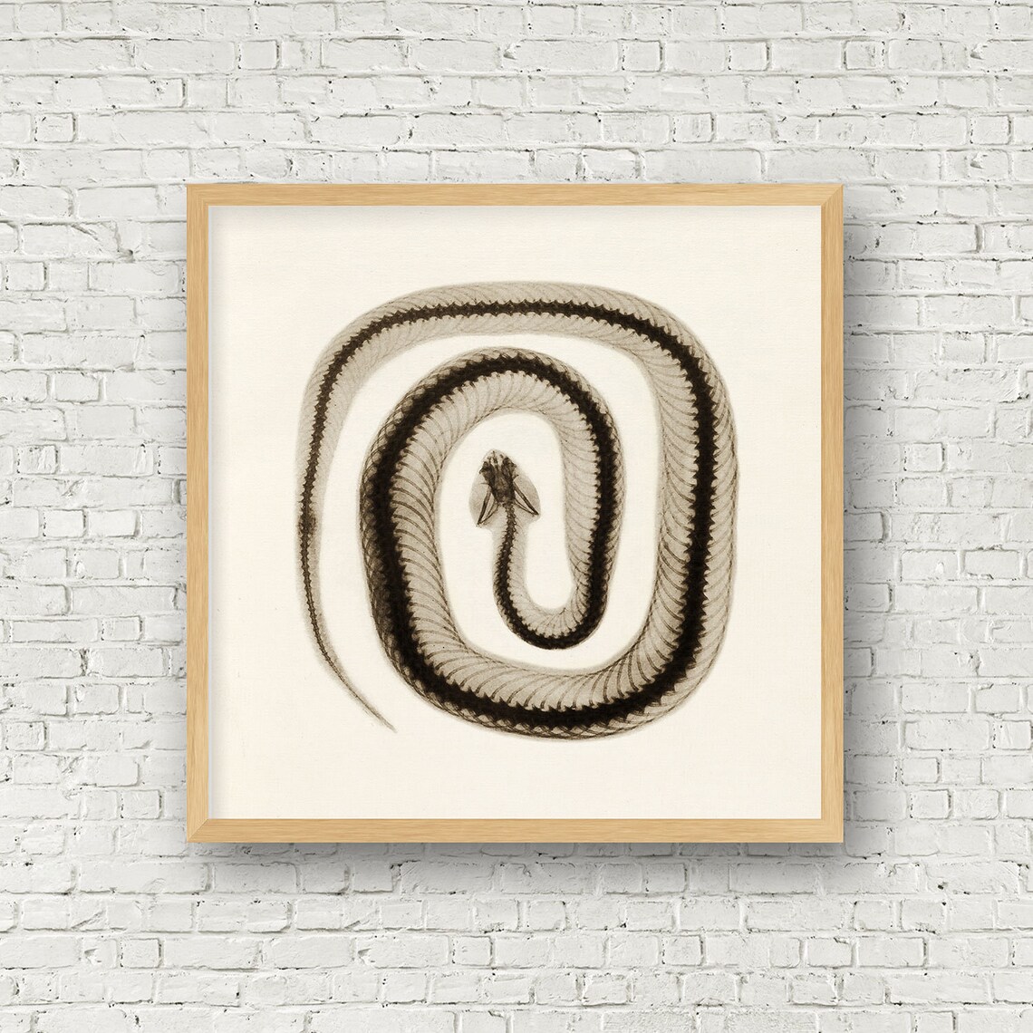 Snake Wall Art Downloadable Prints, Vintage Science Illustration ...