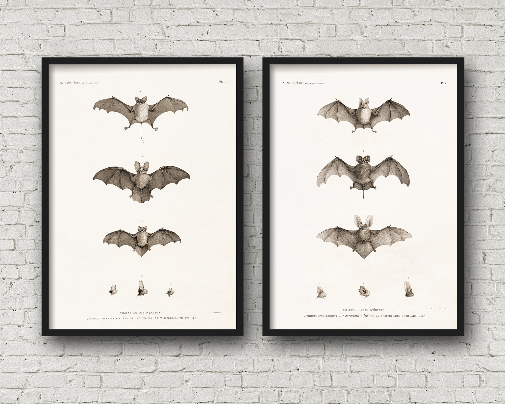 Vintage French Bat Illustrations Wall Art Set of Two Digital - Etsy