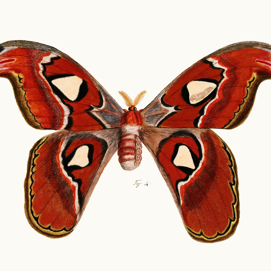 Atlas Moth Print Digital Download Art, Vintage Science Illustration ...