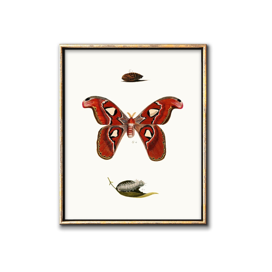 Atlas Moth Print Digital Download Art, Vintage Science Illustration ...