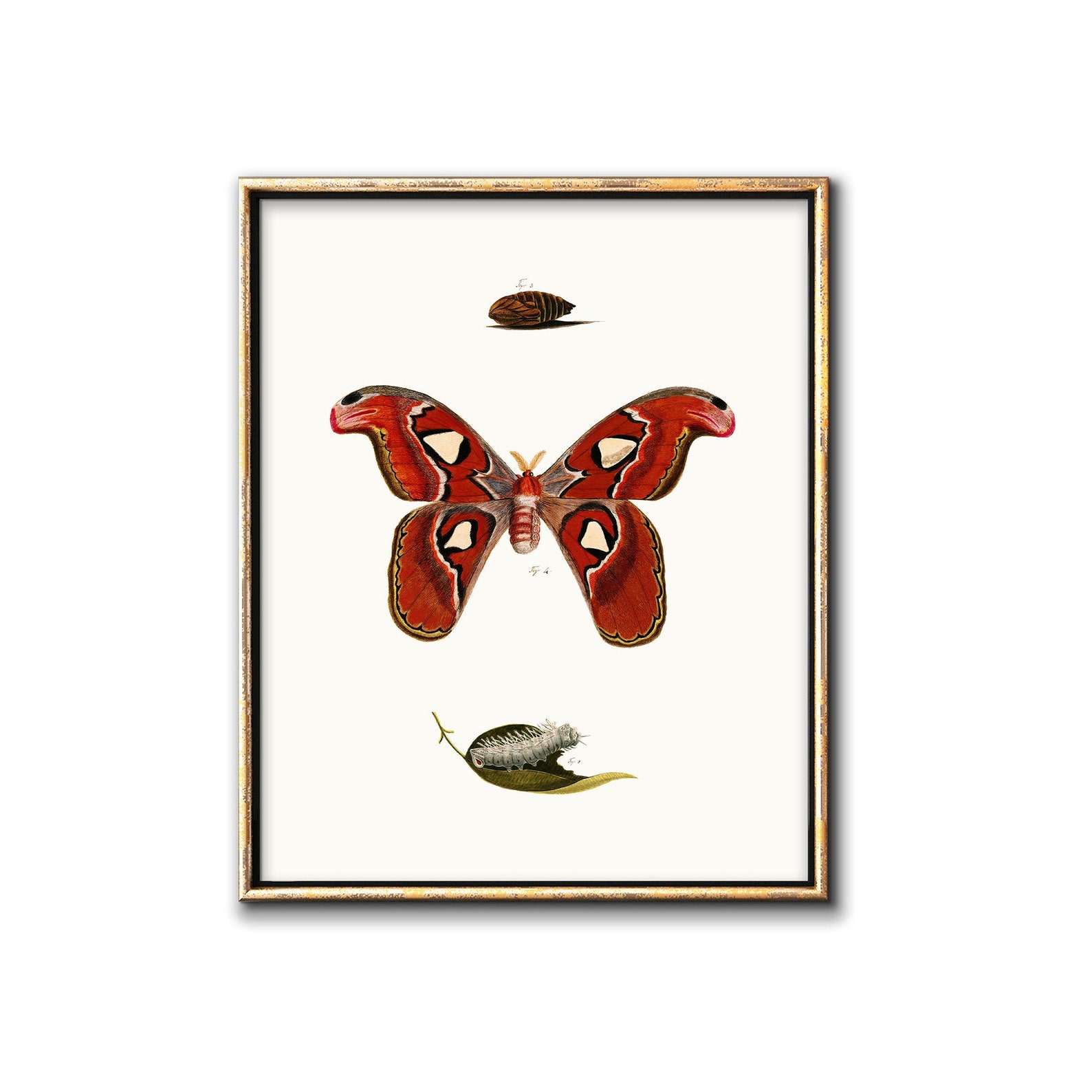 Atlas Moth Print Digital Download Art, Vintage Science Illustration ...