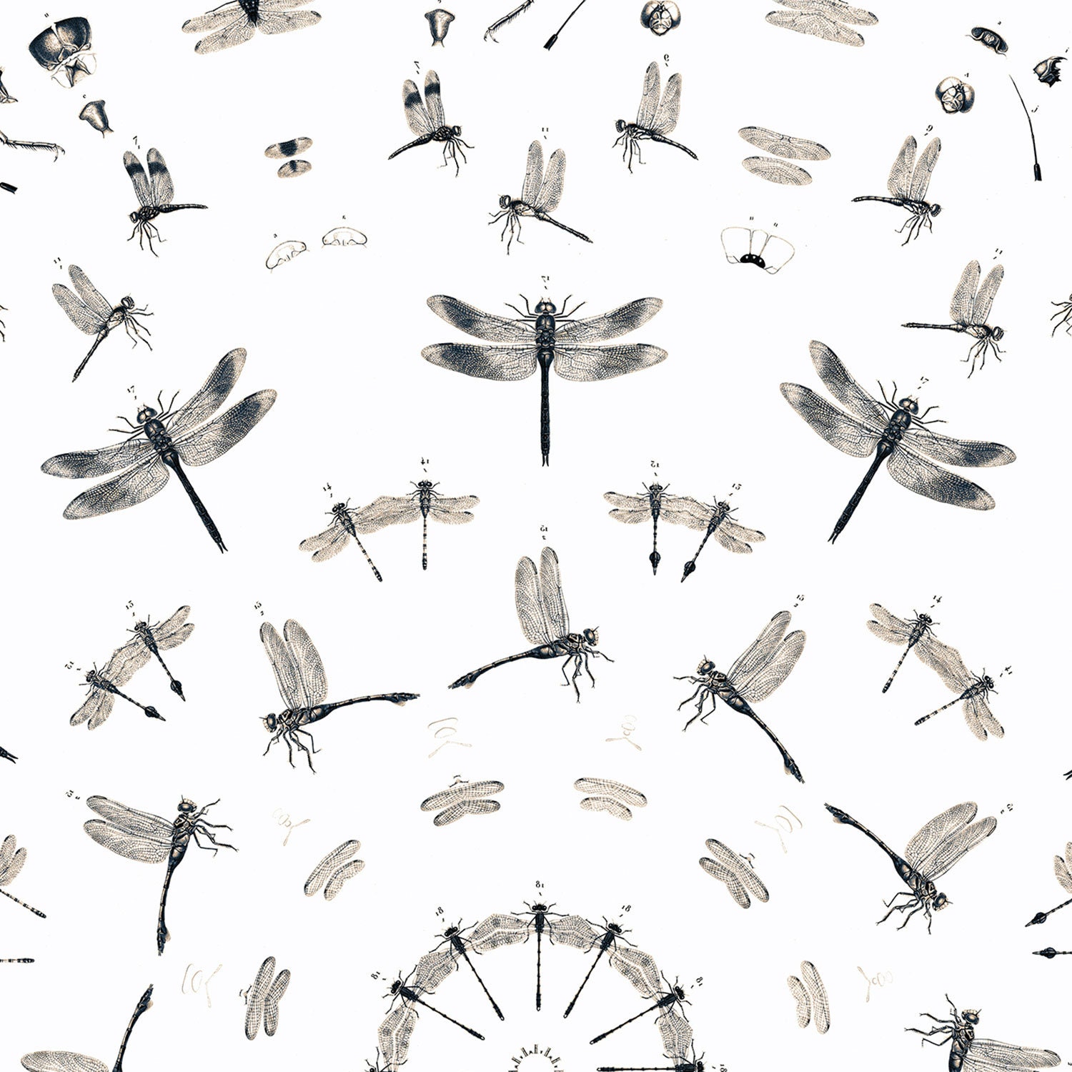 Dragonfly Art Downloadable Prints Insect Art Printable - Etsy