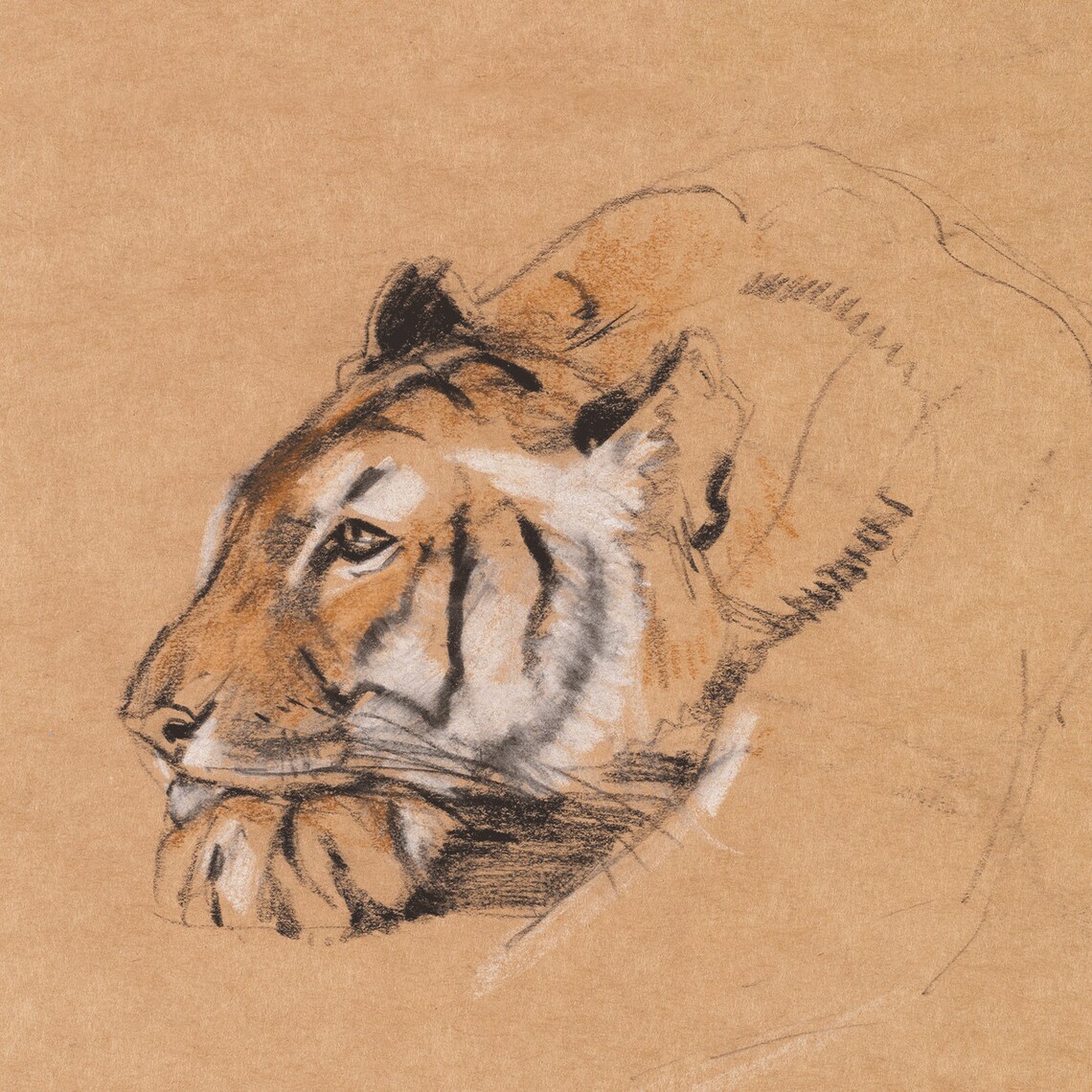 Tiger Art Wildlife Drawing Digital Download Art - Big Cat Wild Animal ...