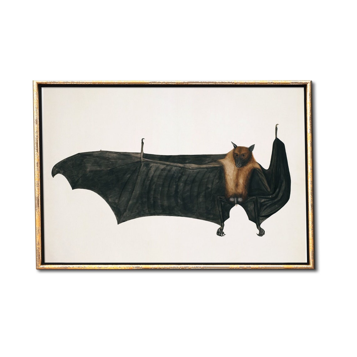 18th-century Bat Illustration Downloadable Prints Vintage - Etsy