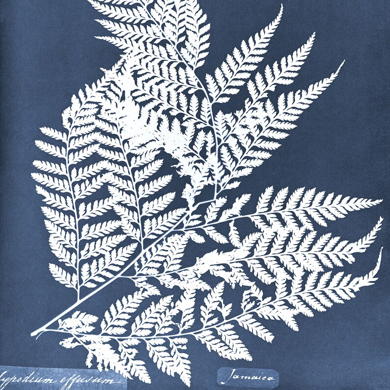 Blue Fern Prints Digital Download Art Botanical Print Set of - Etsy