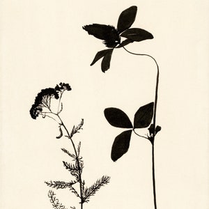 Botanical Ink Drawing Printable Art, Minimalist Flower Poster Instant ...