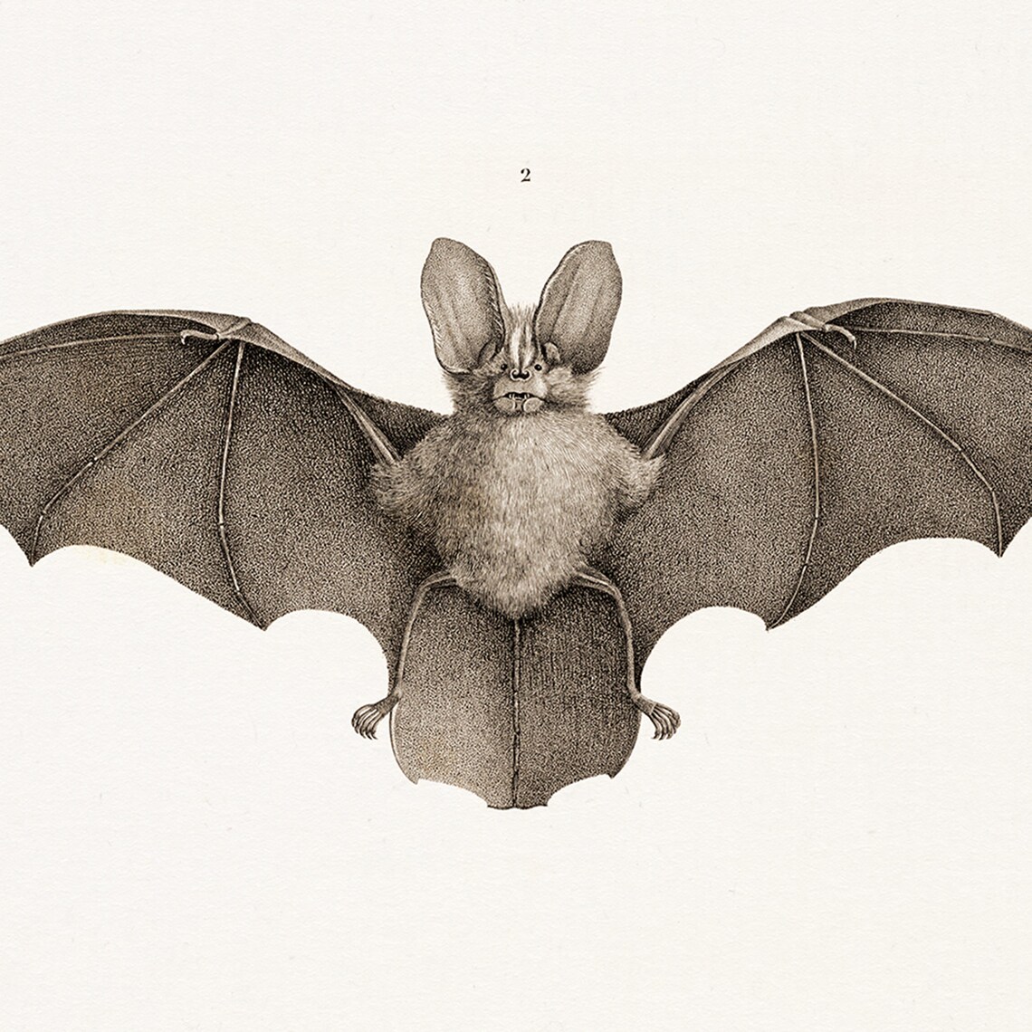 Vintage French Bat Illustrations Wall Art Set of Two Digital | Etsy