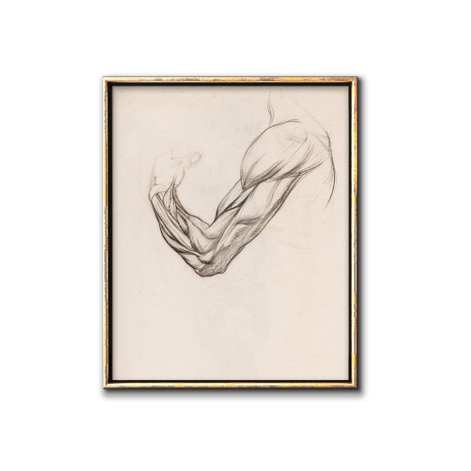 Anatomy Art Digital Print Vintage Figure Drawing Printable - Etsy