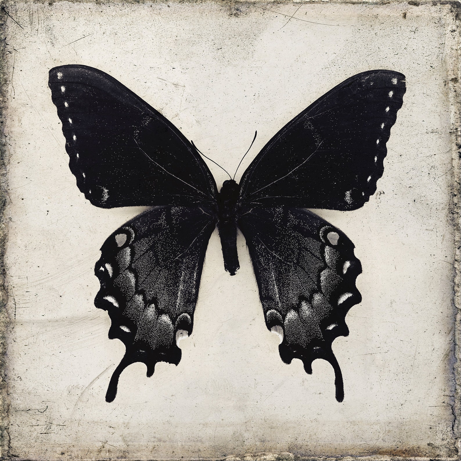 Black Butterfly Wall Art Downloadable Prints, Gothic Home Decor Digital ...