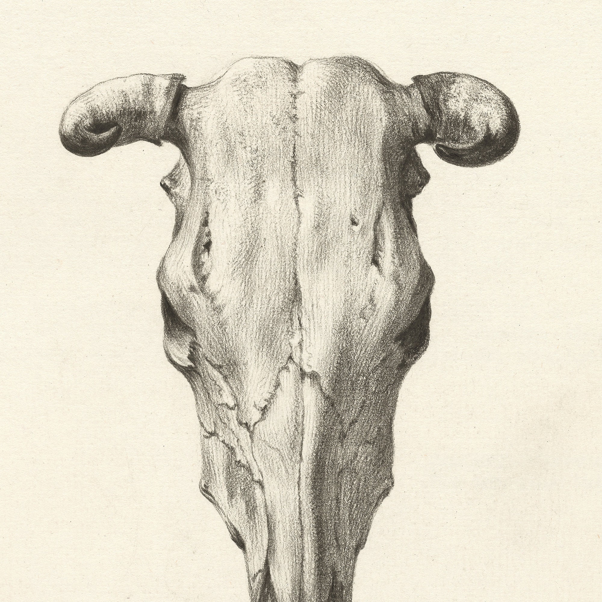 Cow Skull Pencil Drawing Digital Download Southwest Wall Art | Etsy