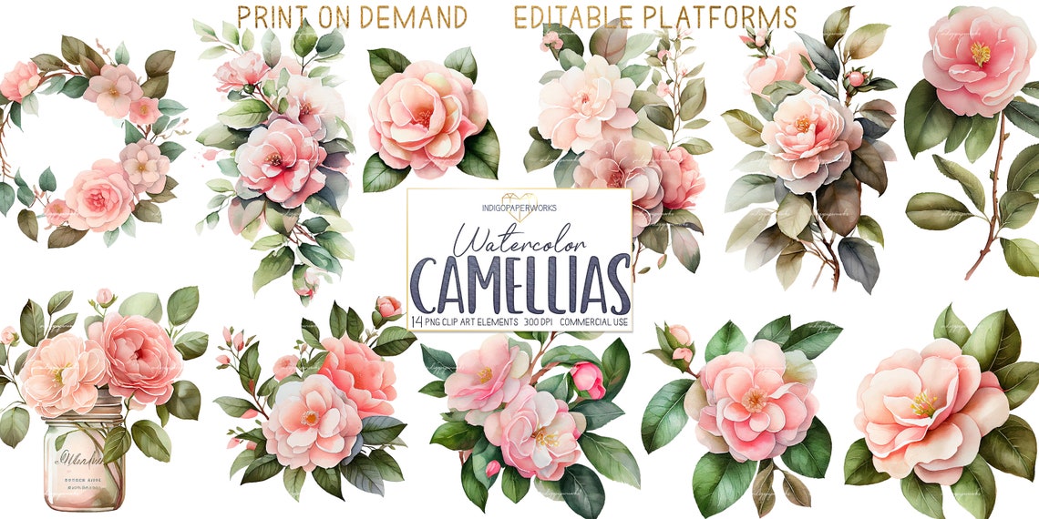 Watercolor Blush Camellia Clipart 14 Pretty Camellia Flower - Etsy