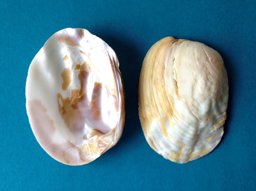 Large Shell for Crafting or Decor - Etsy