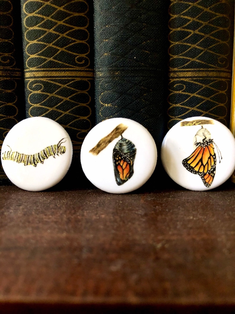 Monarch Butterfly Life Cycle Stages Pinback Button Bundle Set - Etsy