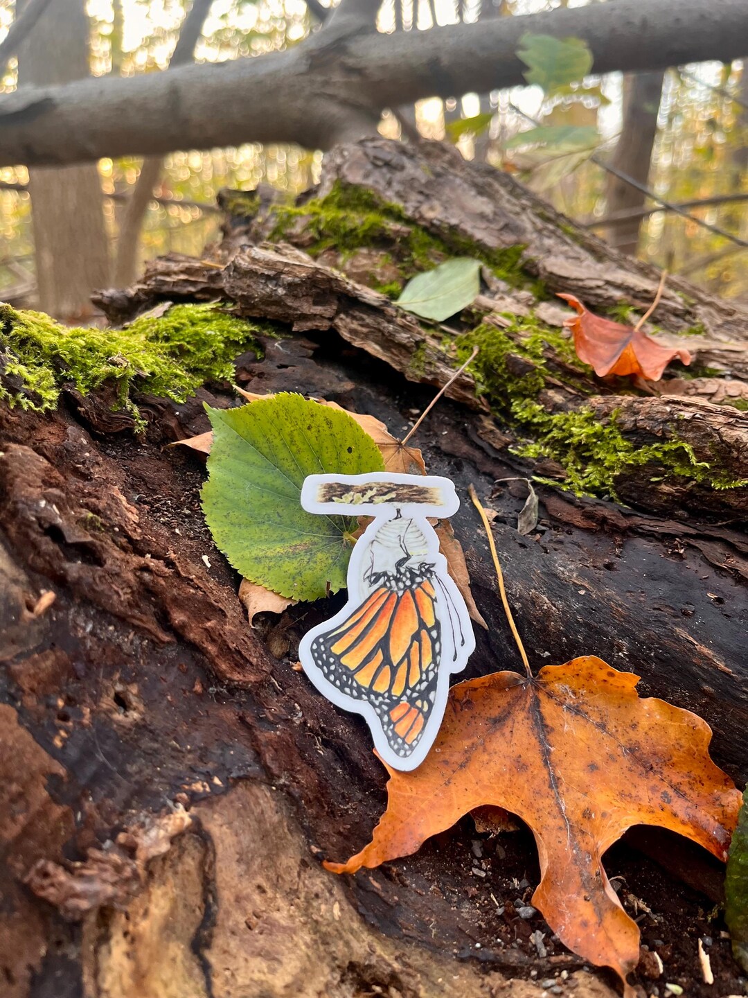 Butterfly Life Cycle Stages Vinyl Sticker, Cottagecore Decal, Monarch ...