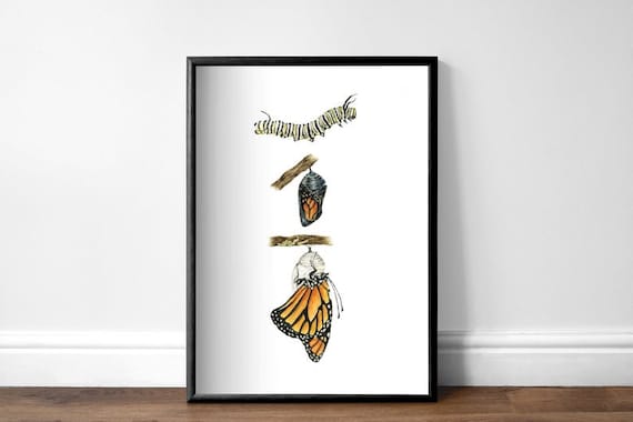 Ciclo De Vida De La Mariposa Monarca: 4 Etapas El Ciclo De Vida De