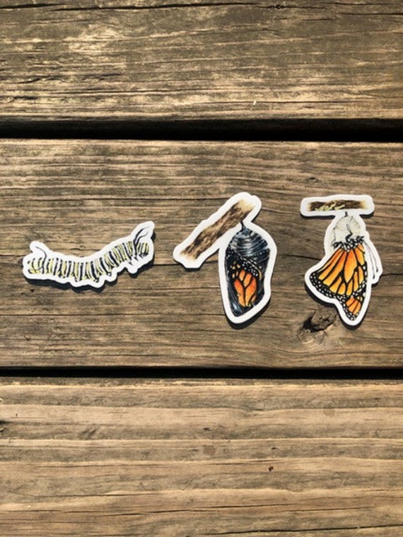 Monarch Butterfly Life Cycle Stages Vinyl Sticker Bundle | Etsy