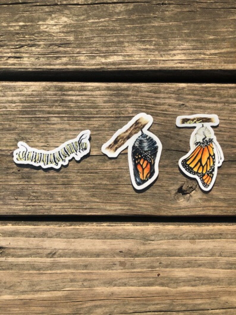 Monarch Butterfly Life Cycle Stages Vinyl Sticker Bundle - Etsy