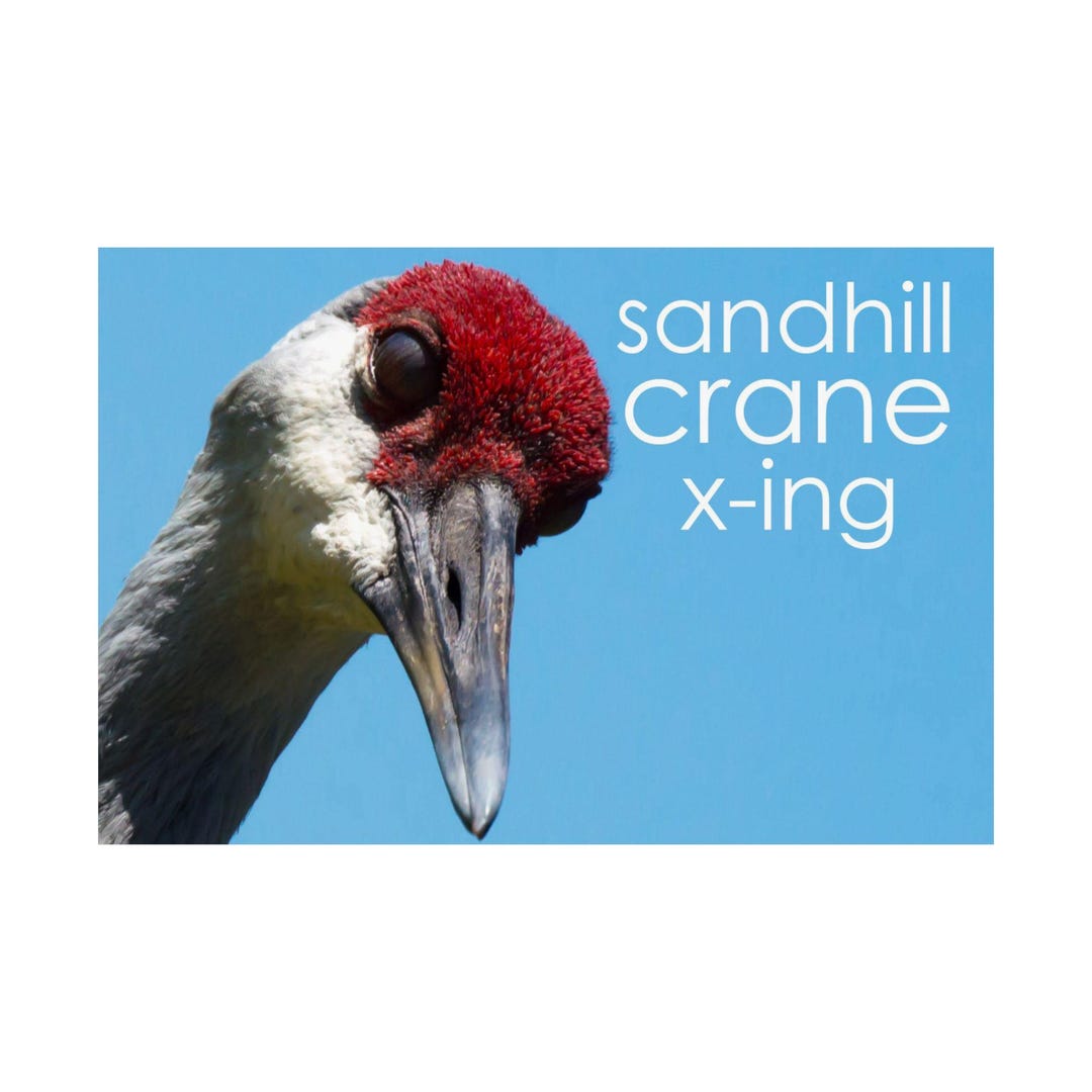 Poster, Sandhill Crane Crossing Art Print, Wildlife Wall Decor, Bird ...