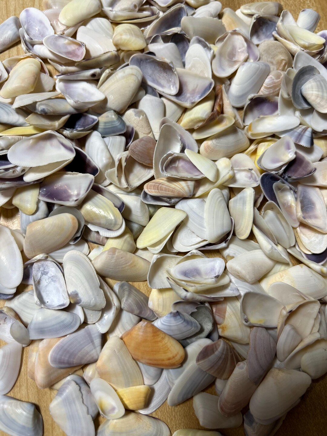Coquina Shells mixed Sizes and Colors small to Extra Large Mixed Lot of ...