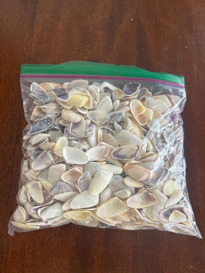 Coquina Shells: Mixed Colors & Sizes for Coastal Crafts - Etsy
