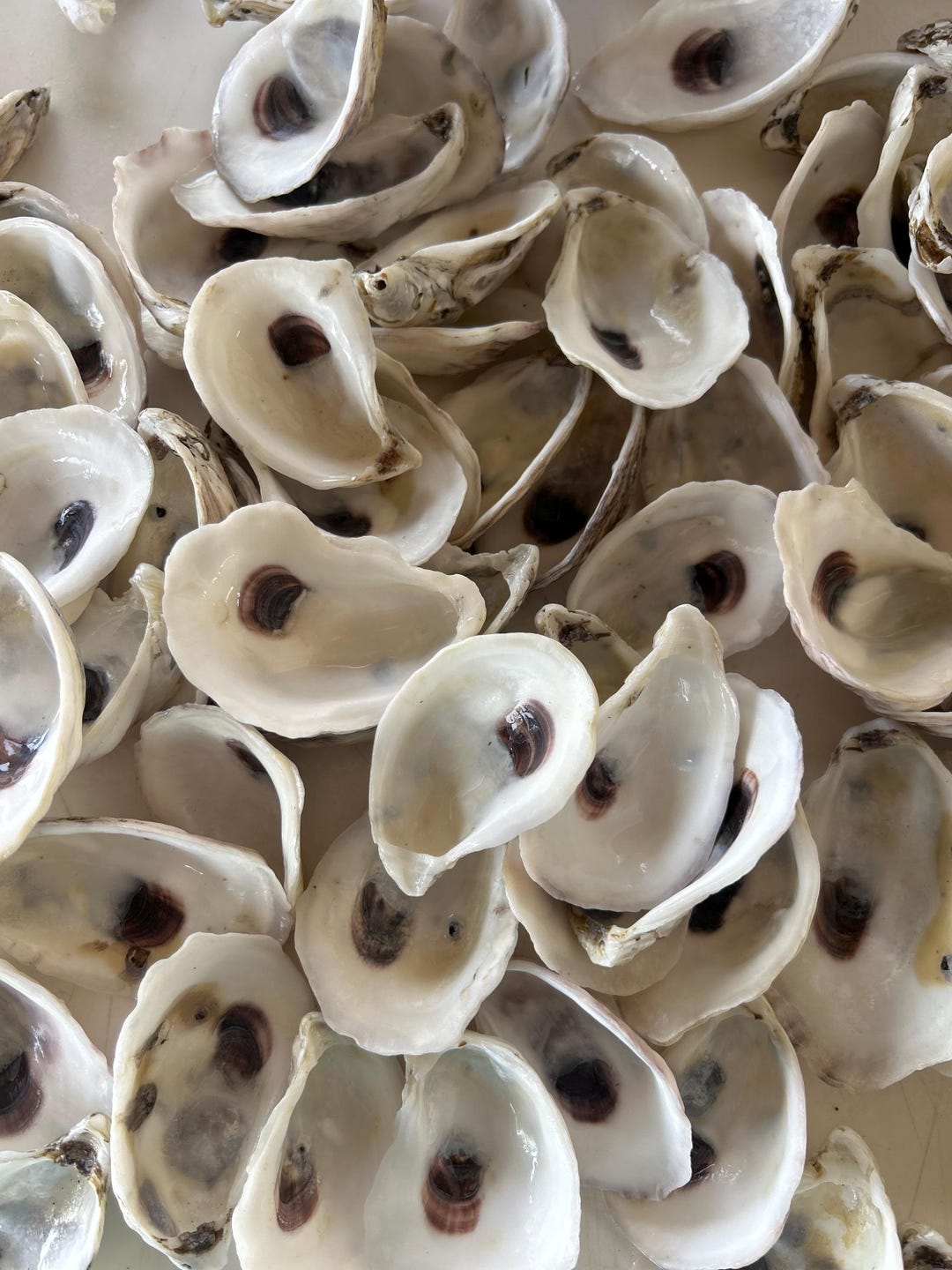 Oyster Shells for Crafts 30 Medium Size Shells oyster Ornaments and ...