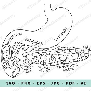 Pancreas SVG Pancreas Anatomy Clipart Pancreas Graphic - Etsy