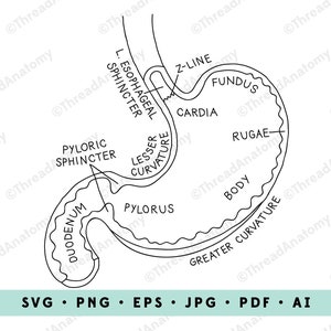 Stomach SVG Stomach Anatomy Clipart Stomach Clip Art - Etsy