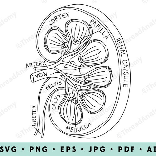 Kidney SVG Kidney Anatomy Clipart Kidney Graphic Anatomical - Etsy Canada