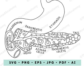 Pancreas Clipart