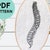 Spine Anatomy Embroidery Pattern, Medical Embroidery Pattern ...