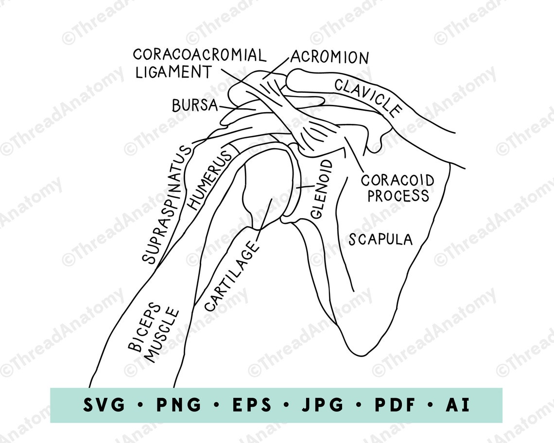 Shoulder SVG Shoulder Anatomy Clip Art Shoulder Graphic | Etsy