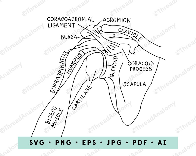 Shoulder SVG Shoulder Anatomy Clip Art Shoulder Graphic | Etsy
