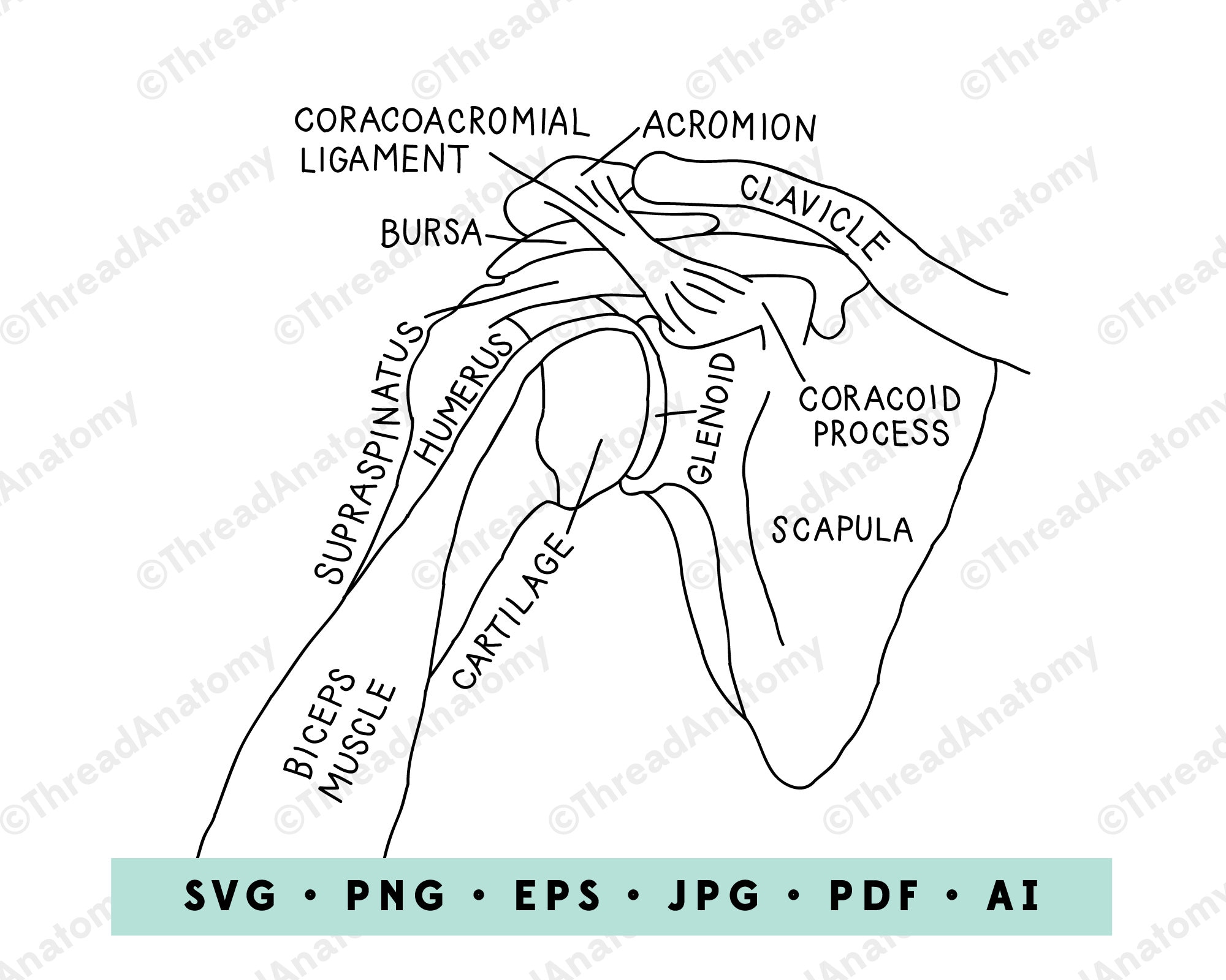 Shoulder SVG Shoulder Anatomy Clip Art Shoulder Graphic - Etsy Canada