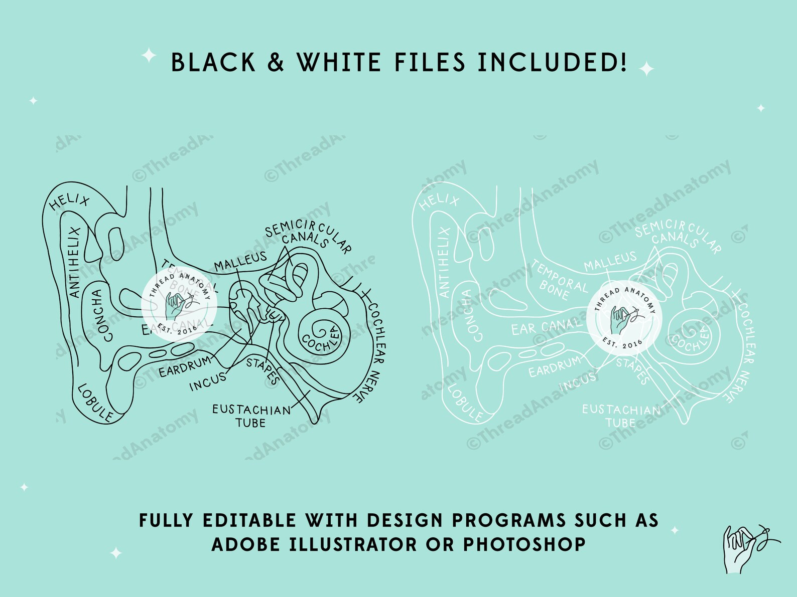 Inner Ear Anatomy SVG, Inner Ear Clipart, Inner Ear Clip Art, Audiology ...