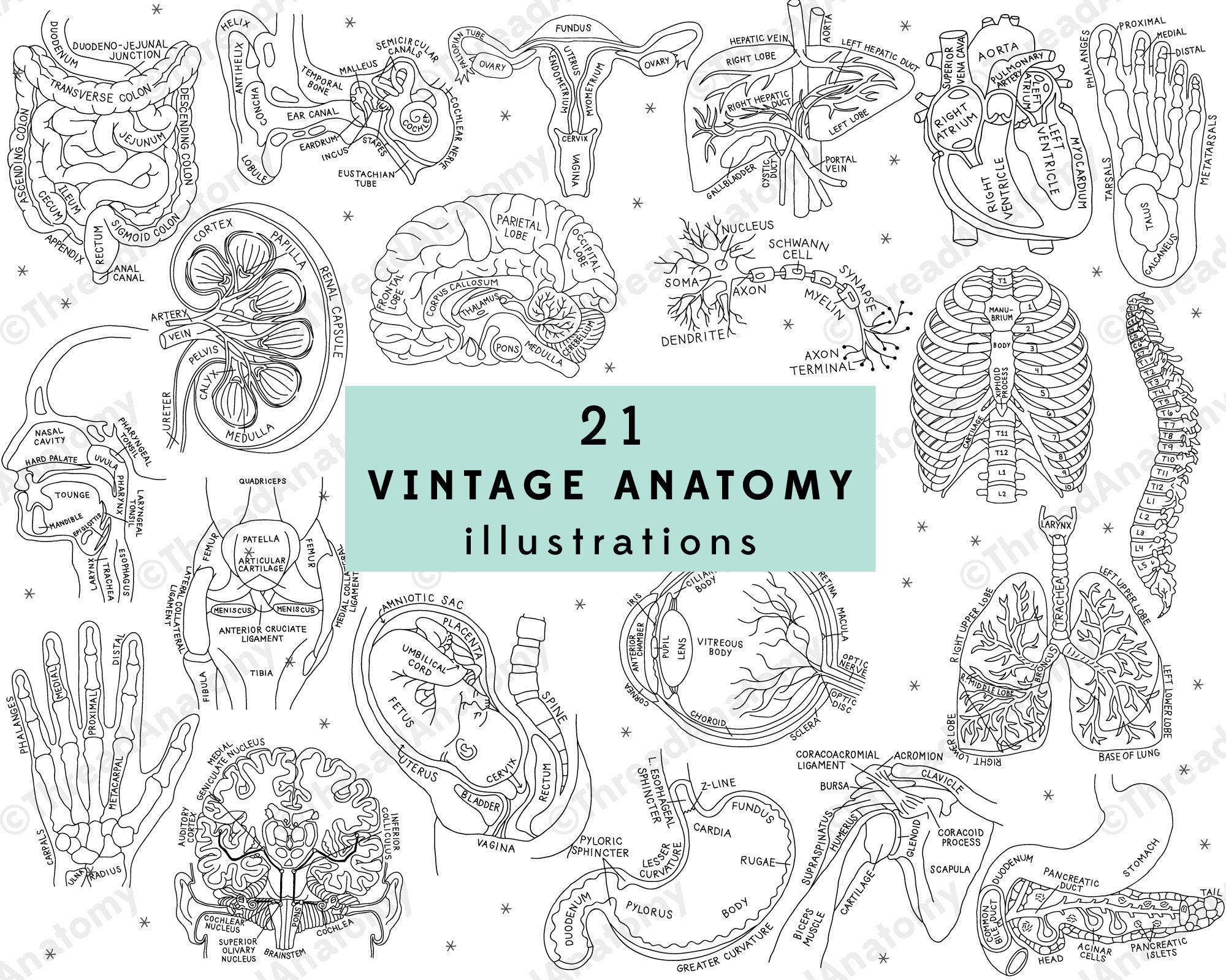 Vintage Anatomy Illustrations, Anatomy Clipart Set, Medical Graphics ...