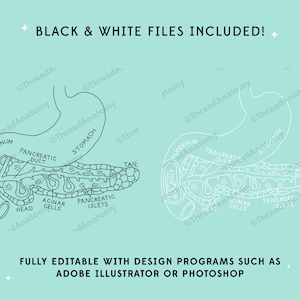 Pancreas SVG, Pancreas Anatomy Clipart, Pancreas Graphic, Pancreas Clip ...