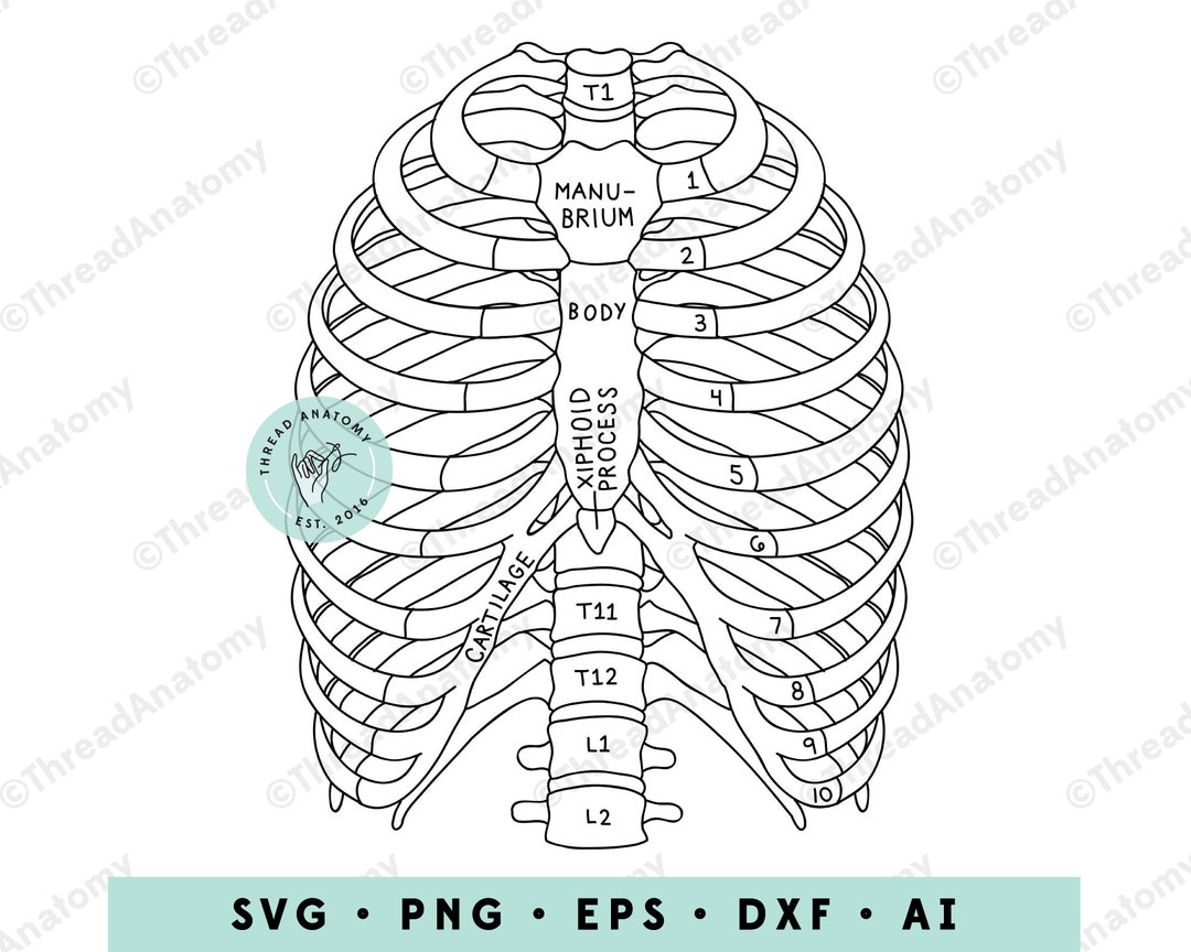 Ribs Clipart, Ribs Anatomy Clip Art, Ribs Graphic, Ribs Illustration ...