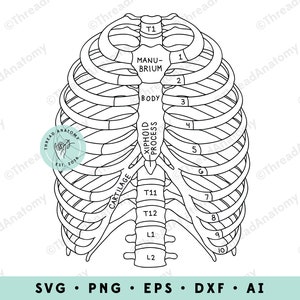 Ribs Clipart, Ribs Anatomy Clip Art, Ribs Graphic, Ribs Illustration ...