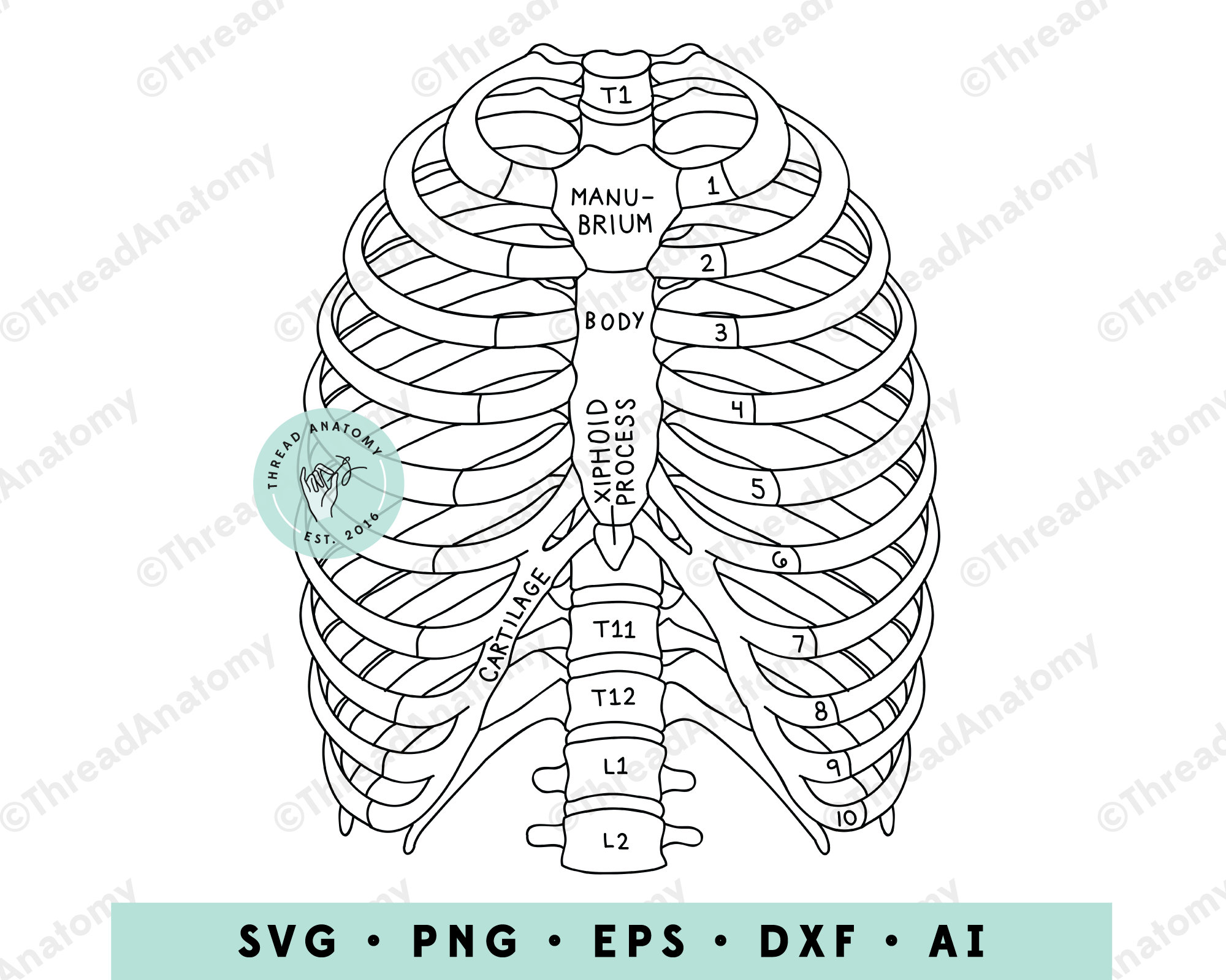 Human Ribs Diagram