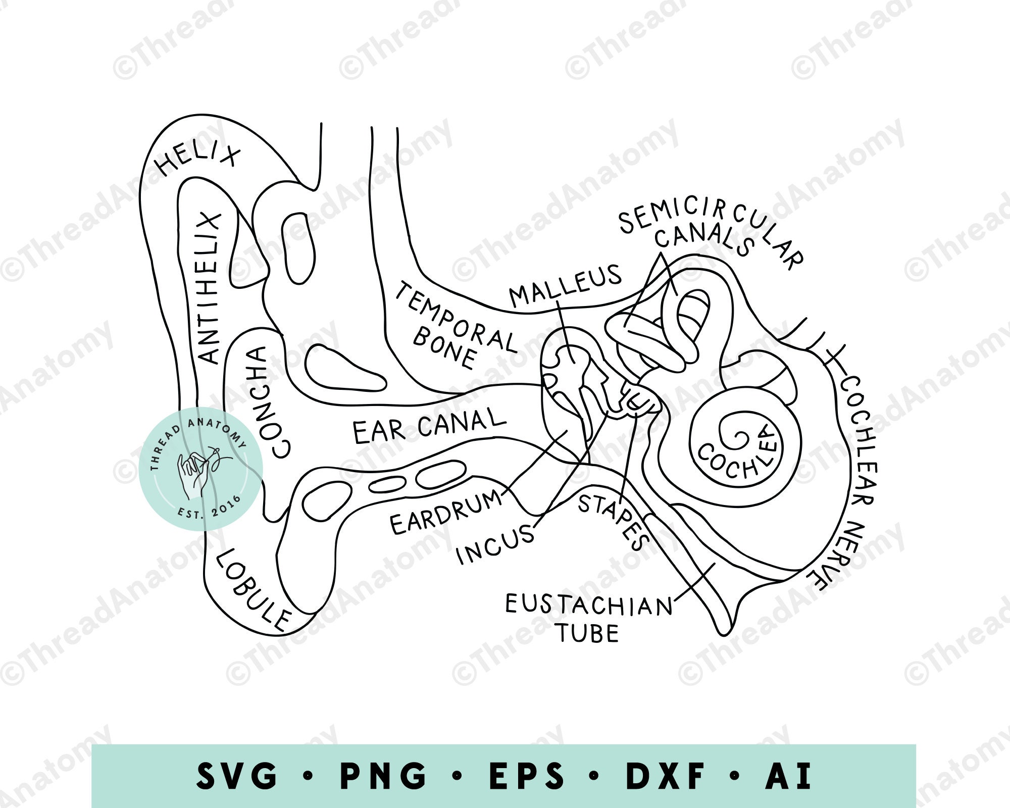 Ear Anatomy Coloring Page