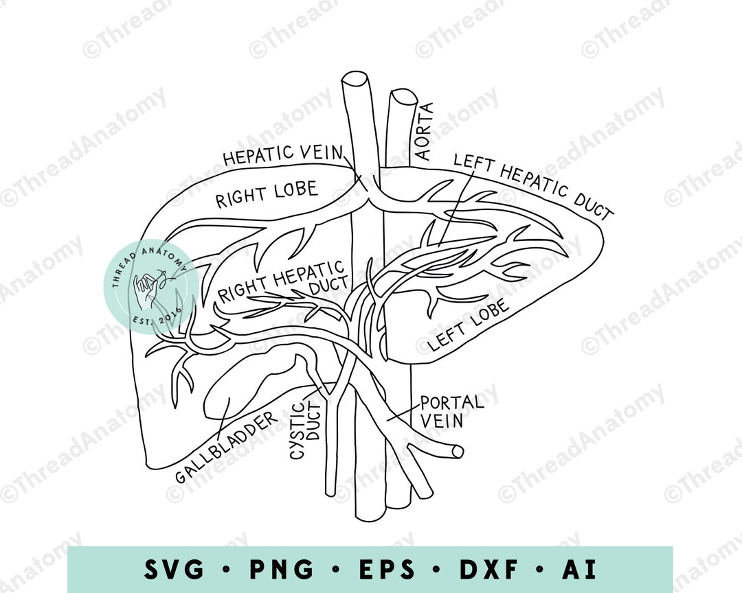 Liver SVG, Liver Anatomy Clipart, Liver Clip Art, Medical Graphic ...