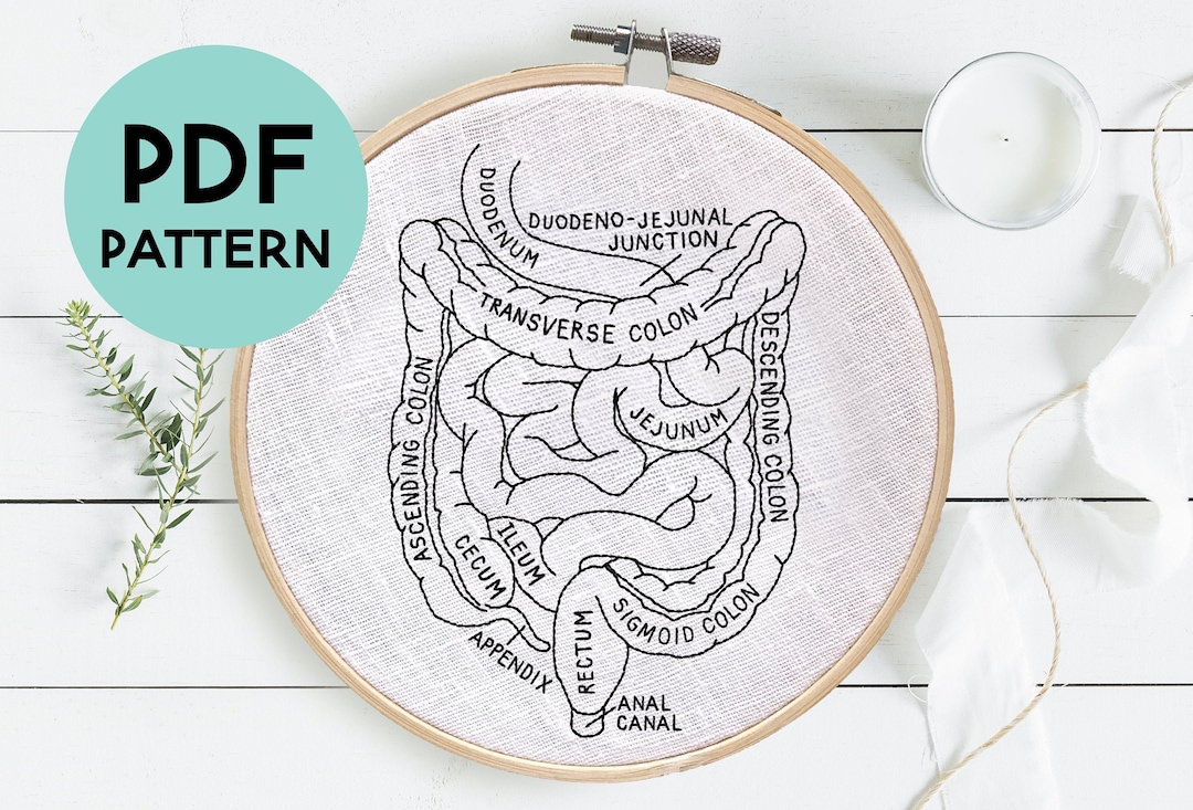 Intestines Anatomy Embroidery Pattern, Intestinal Anatomy, Medical ...