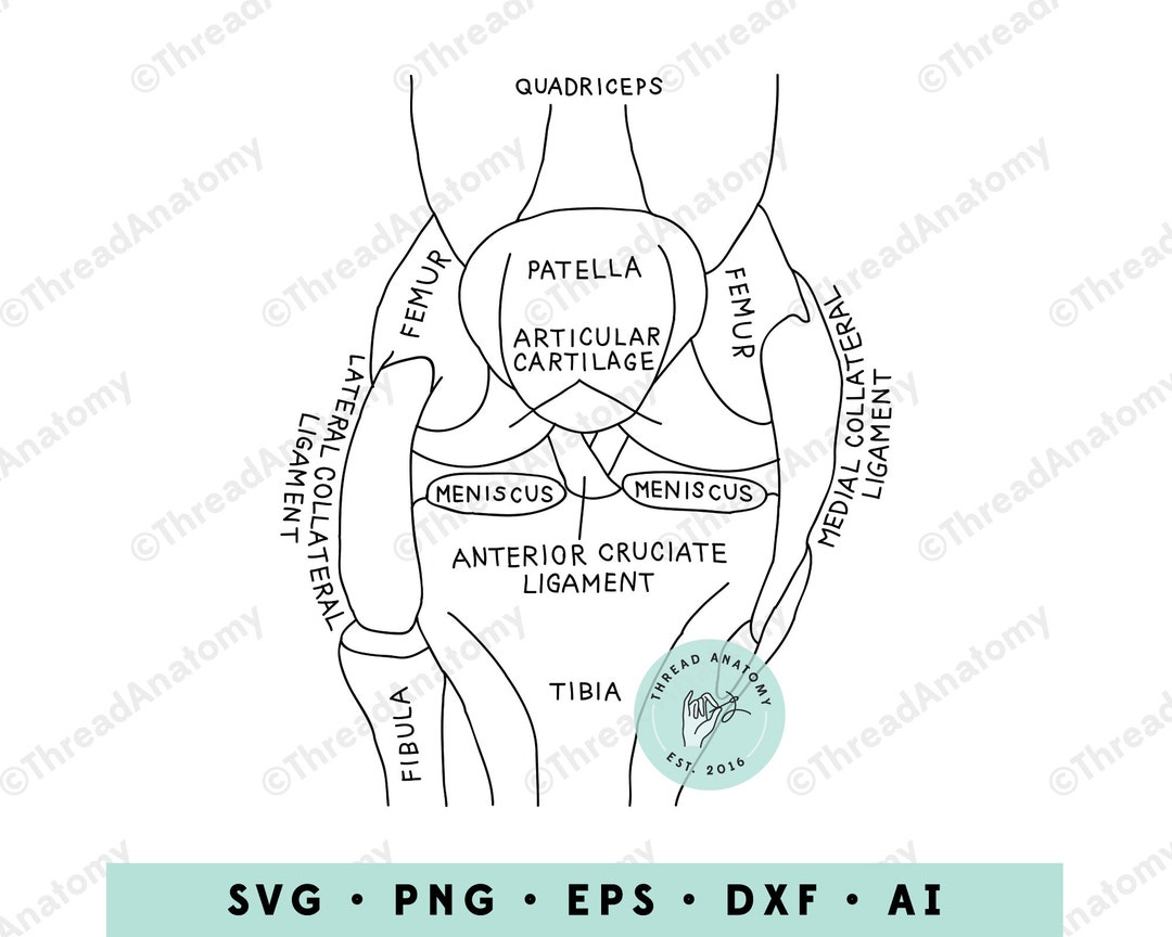 Knee Anatomy Clipart, Knee Clip Art, Knee Graphic, Knee Illustration ...